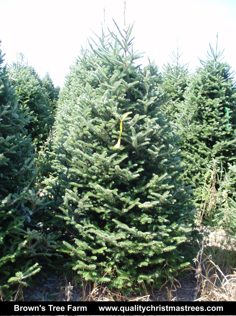 Wholesale Christmas Trees Wholesale Christmas Trees